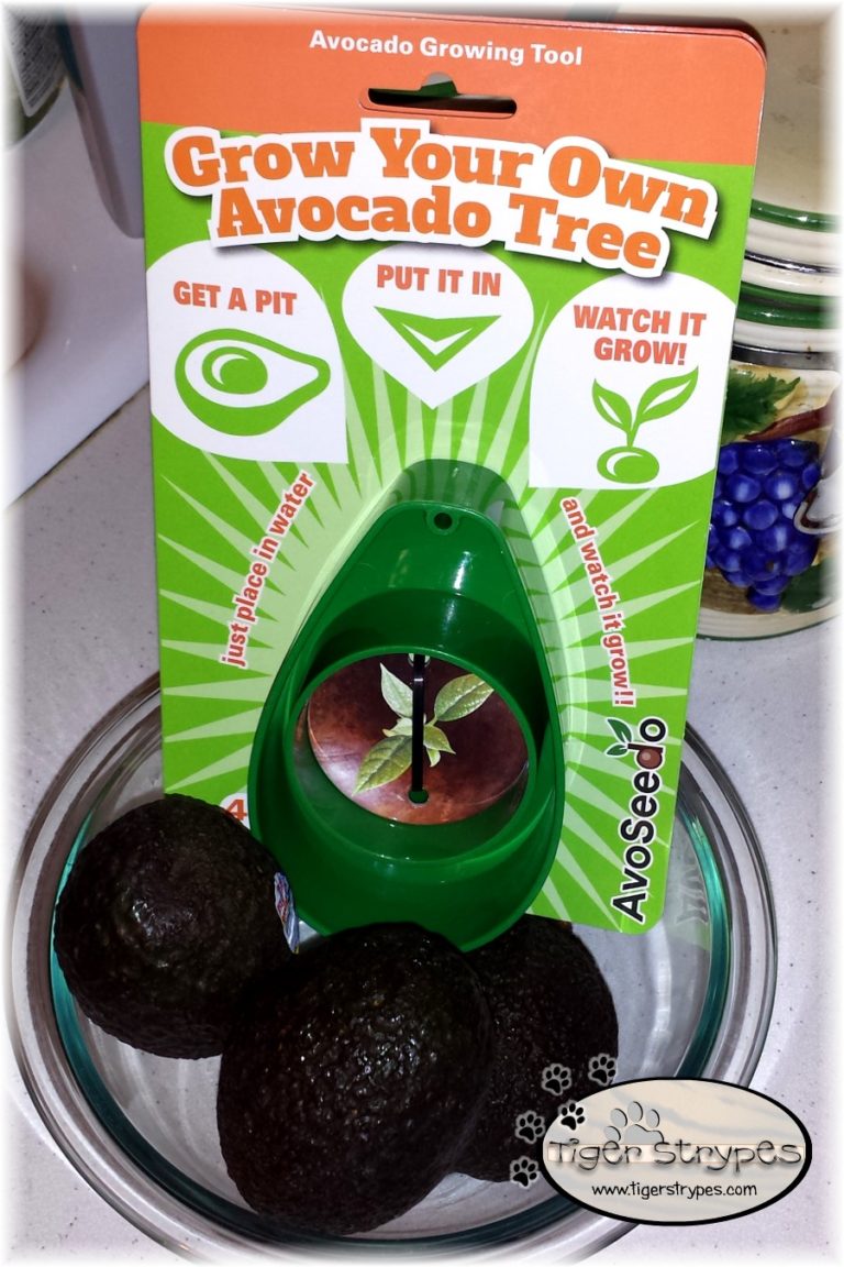Grow Your Own Avocado Tree at Home with AvoSeedo! #TigerStrypesBlog